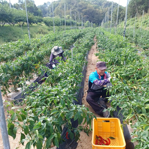 영동군, 9월부터 하반기 일손기동대 운영 시작