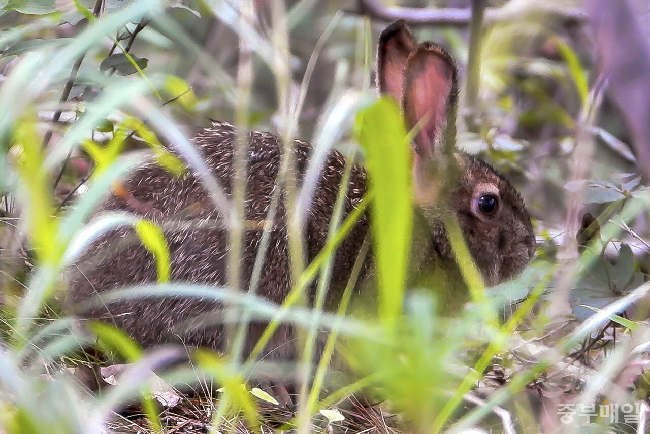 [창간 35주년 특별기획] 과거로의 생태기행 7. 사라져가는 멧토끼